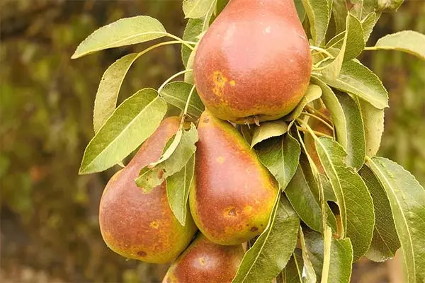 Birne ist nicht immer nützlich - für wen diese Frucht kontraindiziert ist