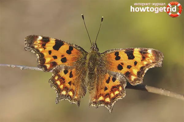 Butterfly Carclolennitsa.