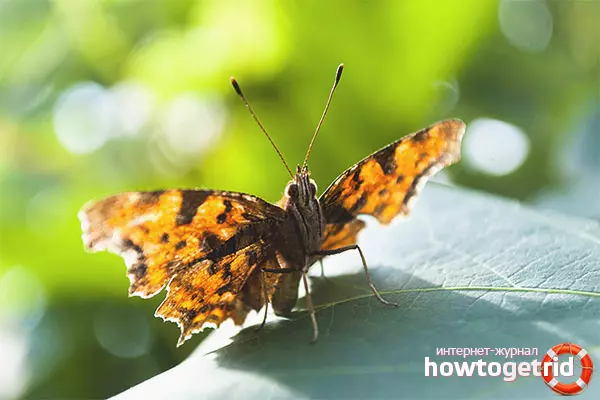 Polygonia c-album