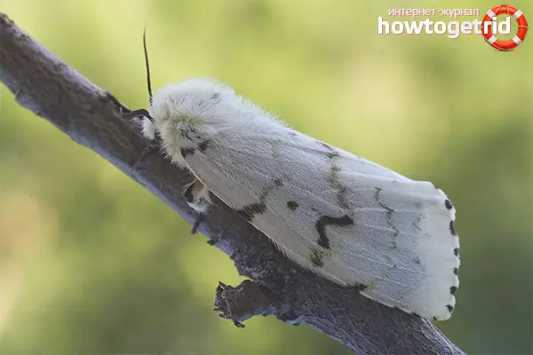 Пеперутка Silkworm - опис, живеалиште, ставови