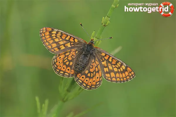 Slitë Butterfly