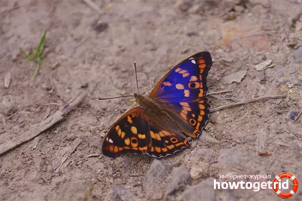 Butterfly Perelivnik - beskriuwing, habitat, útsicht