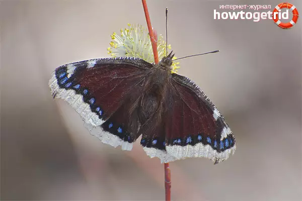 Butterfly Turnitsa - Beskriuwing, Habitat, Views