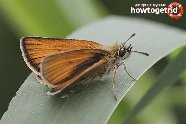 Tolstogol Butterfly - Beskrivelse, Habitat, Visninger