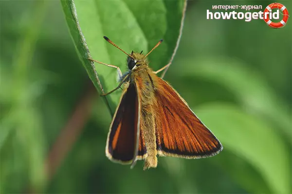 Habitat Butterfly Tolstogolovka