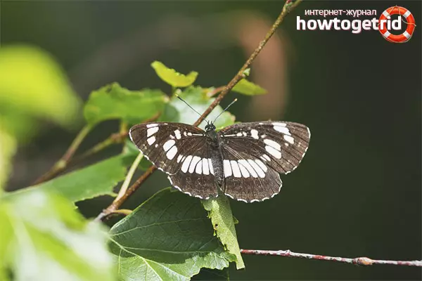 Butterfly Pestrushka - Penerangan, Habitat, Pandangan