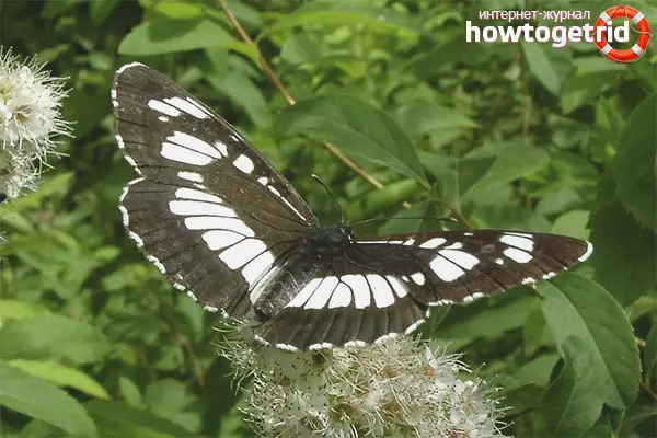 ¿Cómo vive una mariposa?