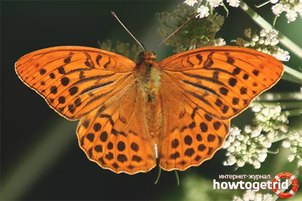 Papilio perlizado