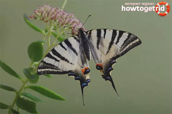 Butterfly Podaliria - Penerangan, Habitat, Pandangan