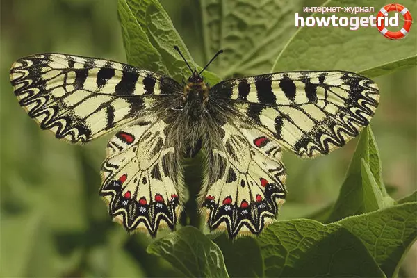 Polyken butterfly - faʻamatalaga, nofoaga, vaʻaiga manatu