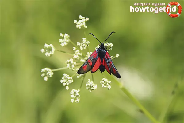 Pestry Butterfly - Deskrizzjoni, Ħabitat, Views