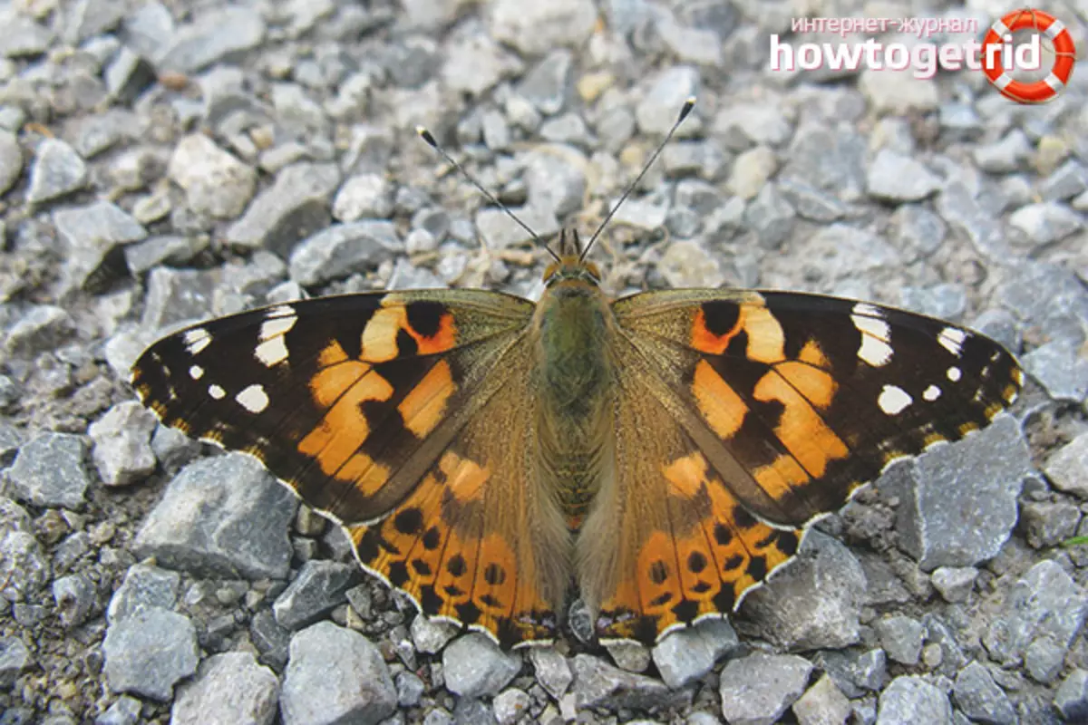 Butterfly Reure - Beskrivelse, Habitat, Visninger