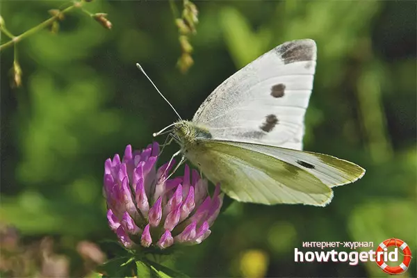 Butterfly reniki - faʻamatalaga, nofoaga, vaʻaiga manatu