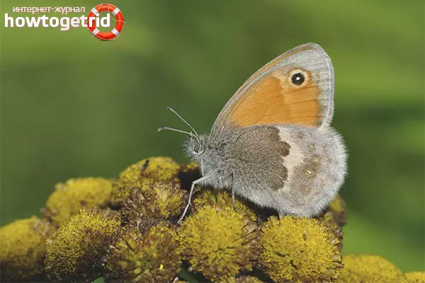 Butterfly Sennica - Penerangan, Habitat, Pandangan