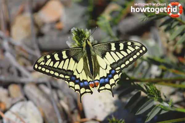 Butterfly Mahar - Kuvaus, elinympäristö, näkymät