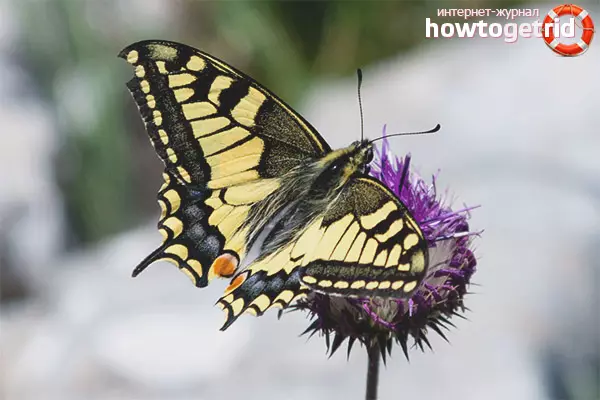 Butterfly Lifestyle Machaon.