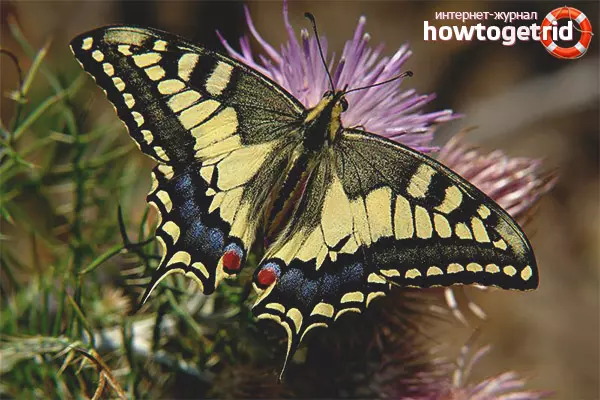 Papilio machaon.