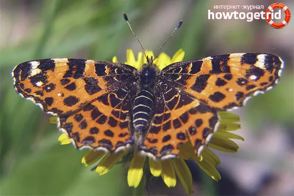 Peppermall Butterfly - Penerangan, Habitat, Pandangan