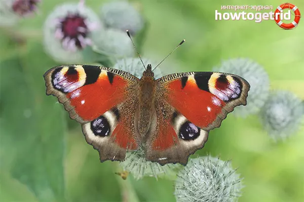 Butterfly Peacock Eyes - Beskrivelse, Habitat, Visninger