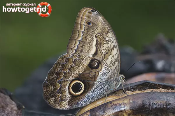 Butterfly-Owl - Penerangan, Habitat, Fakta Menarik