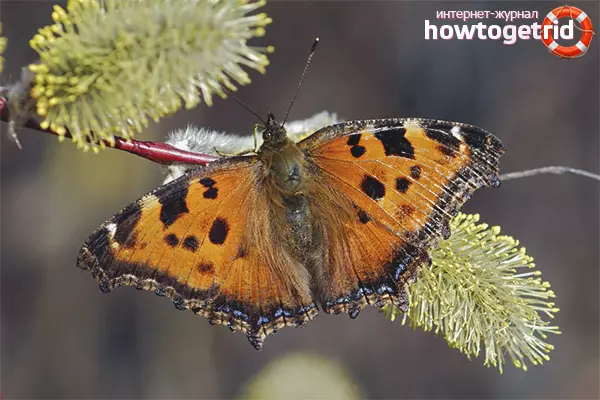 Butterfly of a multicolor - description, habitat, views