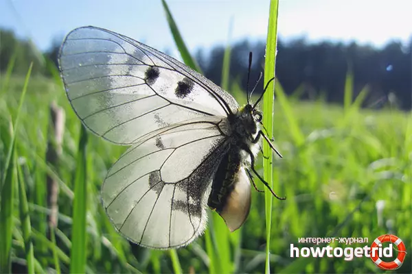 Butterfly Mnelosina - คำอธิบาย, ที่อยู่อาศัย, มุมมอง