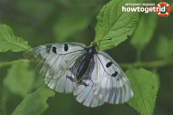 উন্নয়নের পর্যায়ে এবং মেমোসিনের প্রজনন