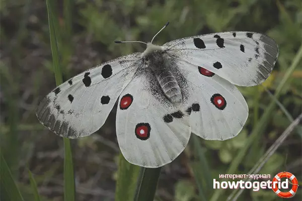 Butterfly Apollo - ລາຍລະອຽດ, ທີ່ຢູ່ອາໄສ, views