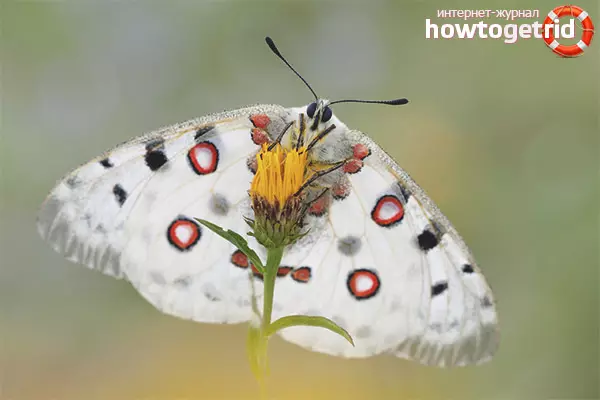 IParnassius Apollo.