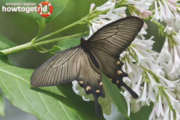 Alkina Butterfly - คำอธิบาย, ที่อยู่อาศัย, มุมมอง