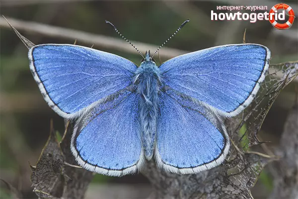 Butterfly Golubanka - Description, Habitat, Views