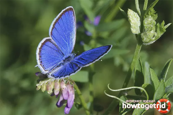 Blueberry Butterfly Diet