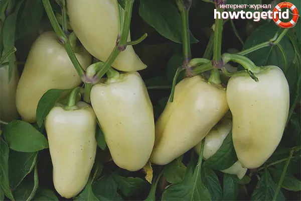 Husky Pepper F1 - description and characteristics of the variety