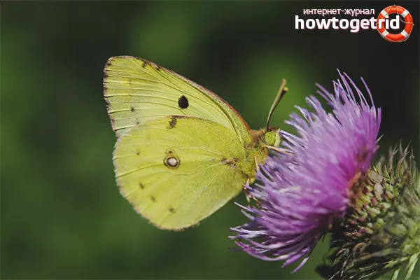 Butterfly Lemongriana