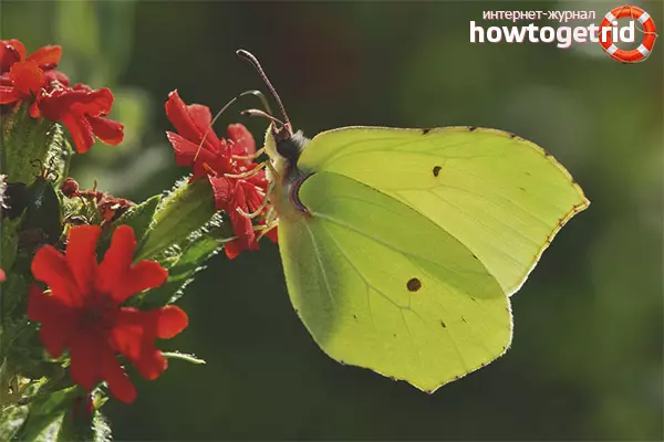 Liftyle Butterfly Lemon.