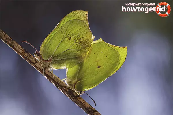 Lenigning butterfly reproduction