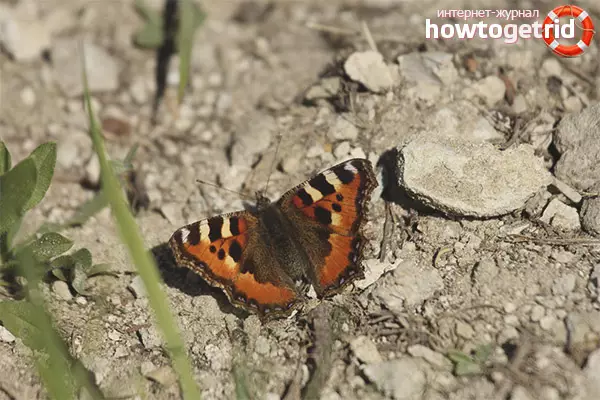 Butterfly Urban - Description, Habitat, Views