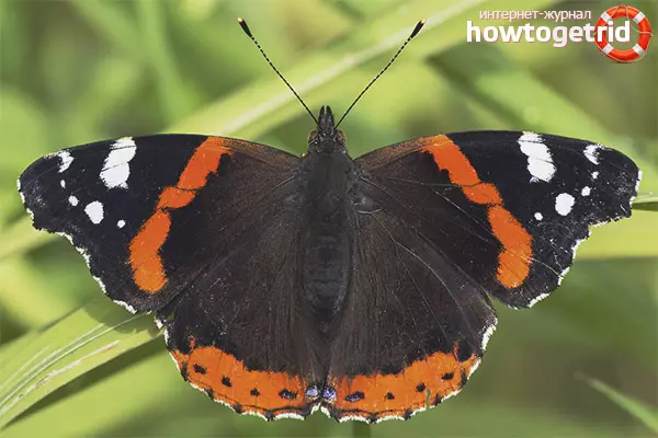 Admiral butterfly - description, habitat, views