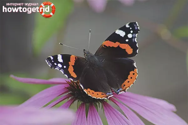 Areo de distribuo de admiralo Papilio