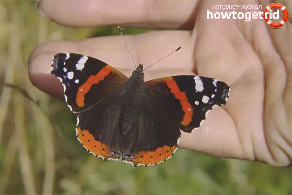 Varioj de la Papilio Admiralo