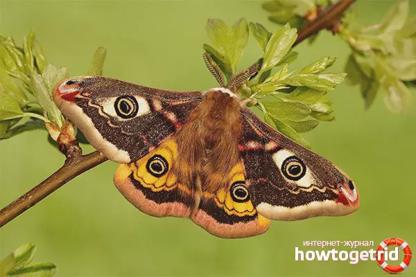 Butterfly Pavlinagraise - Description, Habitat, Views