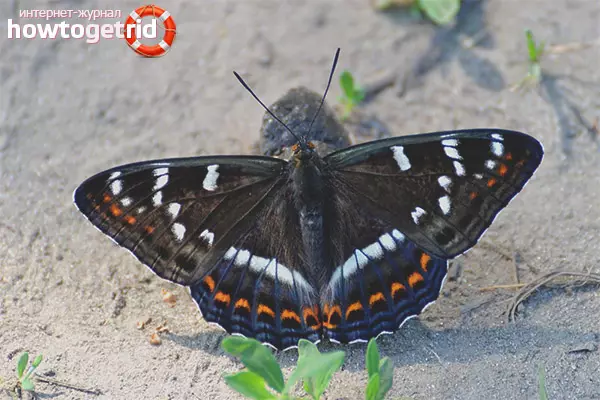 Butterfly Belt - Description, Habitat, Views