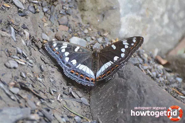 Cinturón de mariposa estilo de vida