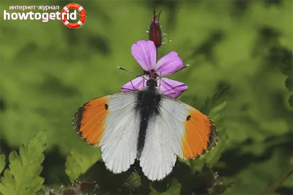 Butterfly dressing - beskrivelse, habitat, utsikt