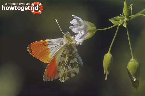 Kif jgħix il-Butterfly Dawn