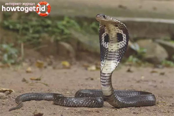 Point Snake - နေအိမ်များ, အင်္ဂါရပ်များရှိသည့်ဖော်ပြချက်