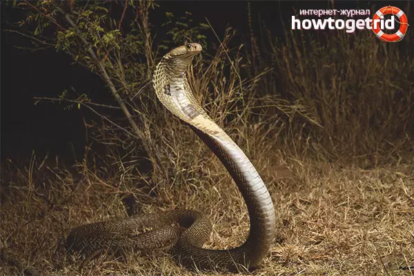 របៀបដែល Glael Cobra Cobra គុណ