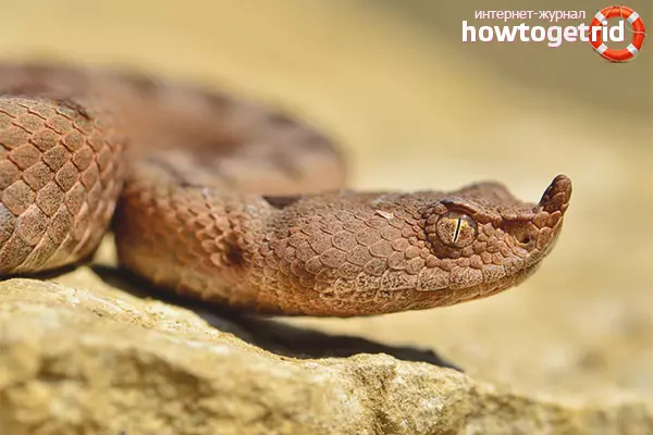 Nooselise Viper - DELLS, өзгөчөлүктөрү кайда