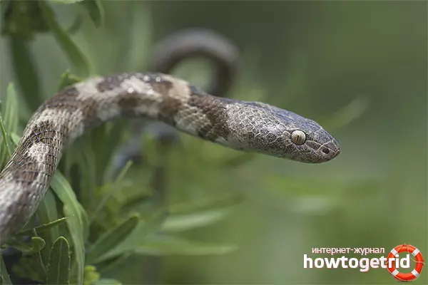 Macska kígyó - Leírás, ahol lakások, jellemzők