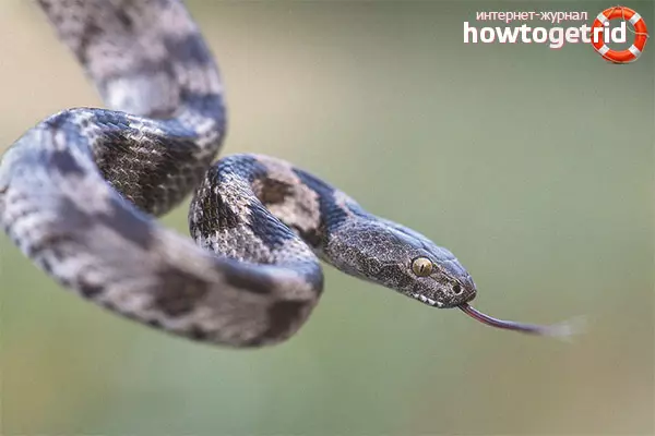 ನ್ಯೂಟ್ರಿಷನ್ ಕ್ಯಾಟ್ ಸ್ನೇಕ್